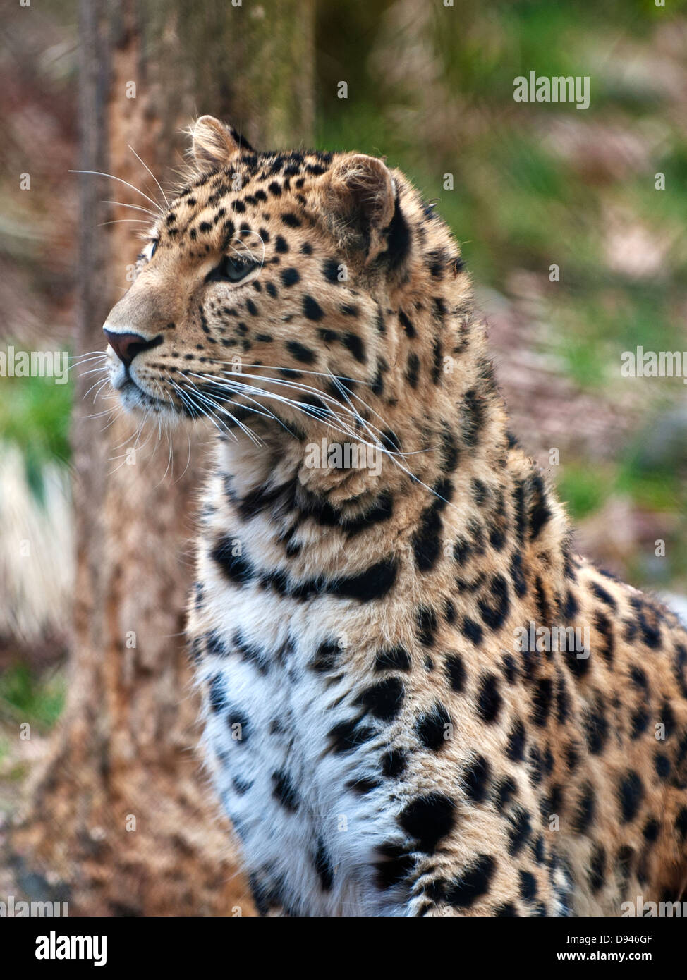 Leopard looking away Stock Photo - Alamy