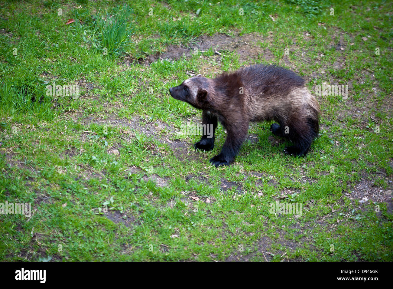 Wolverine Standing High Resolution Stock Photography and Images - Alamy