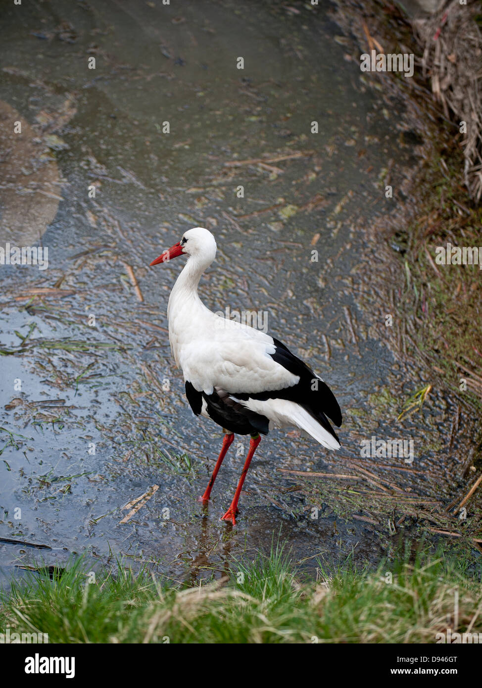Wading stork hi-res stock photography and images - Alamy