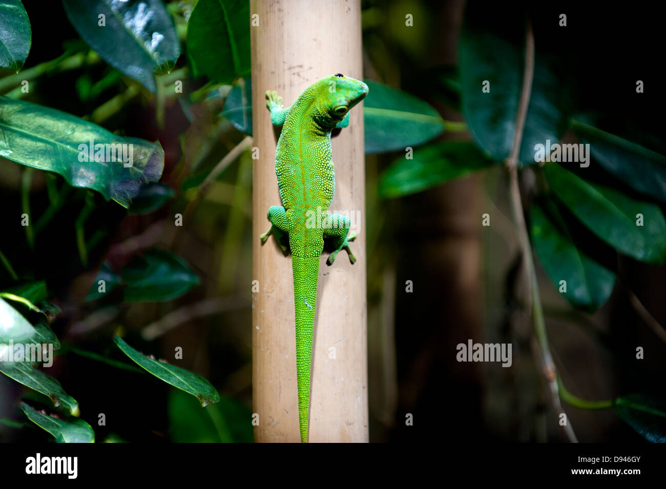 Gecko on tree trunk Stock Photo - Alamy