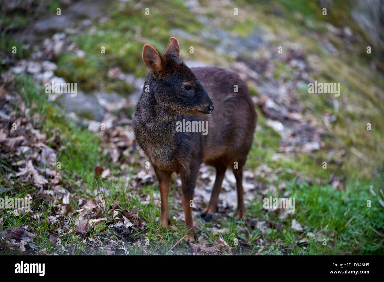 Pudu deer hi-res stock photography and images - Alamy