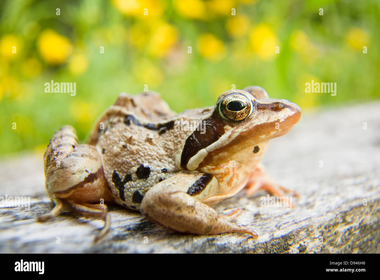 Swedish swamp frogs hi-res stock photography and images - Alamy