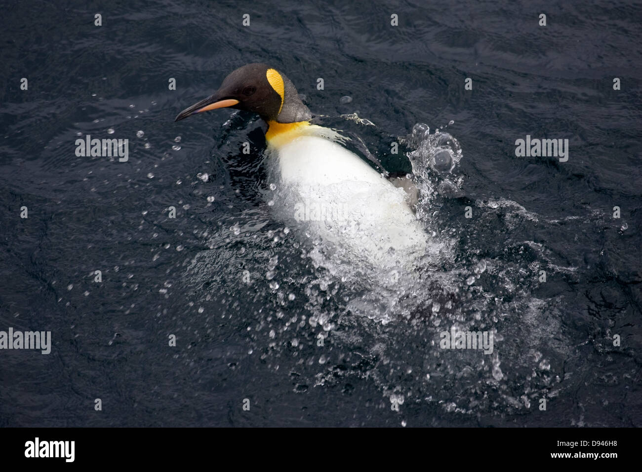King penguin in the water hi-res stock photography and images - Alamy