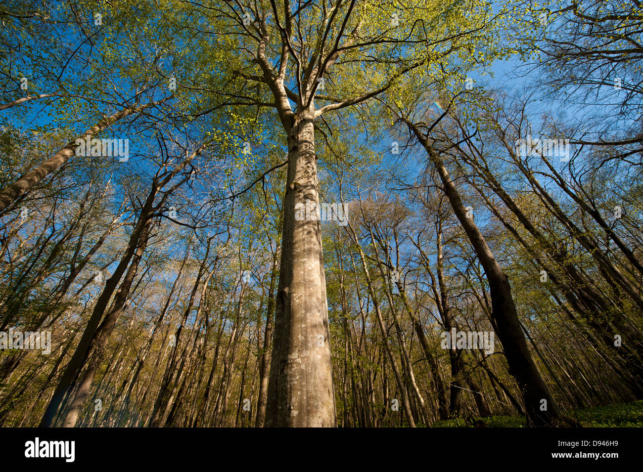 Low angle view of beech forest Stock Photo - Alamy