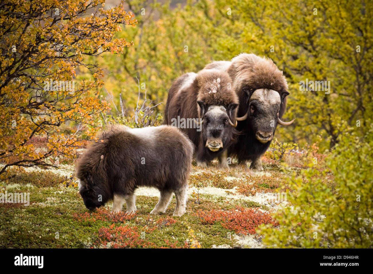 Muskoxen in mountain landscape in the autumn, Norway Stock Photo - Alamy