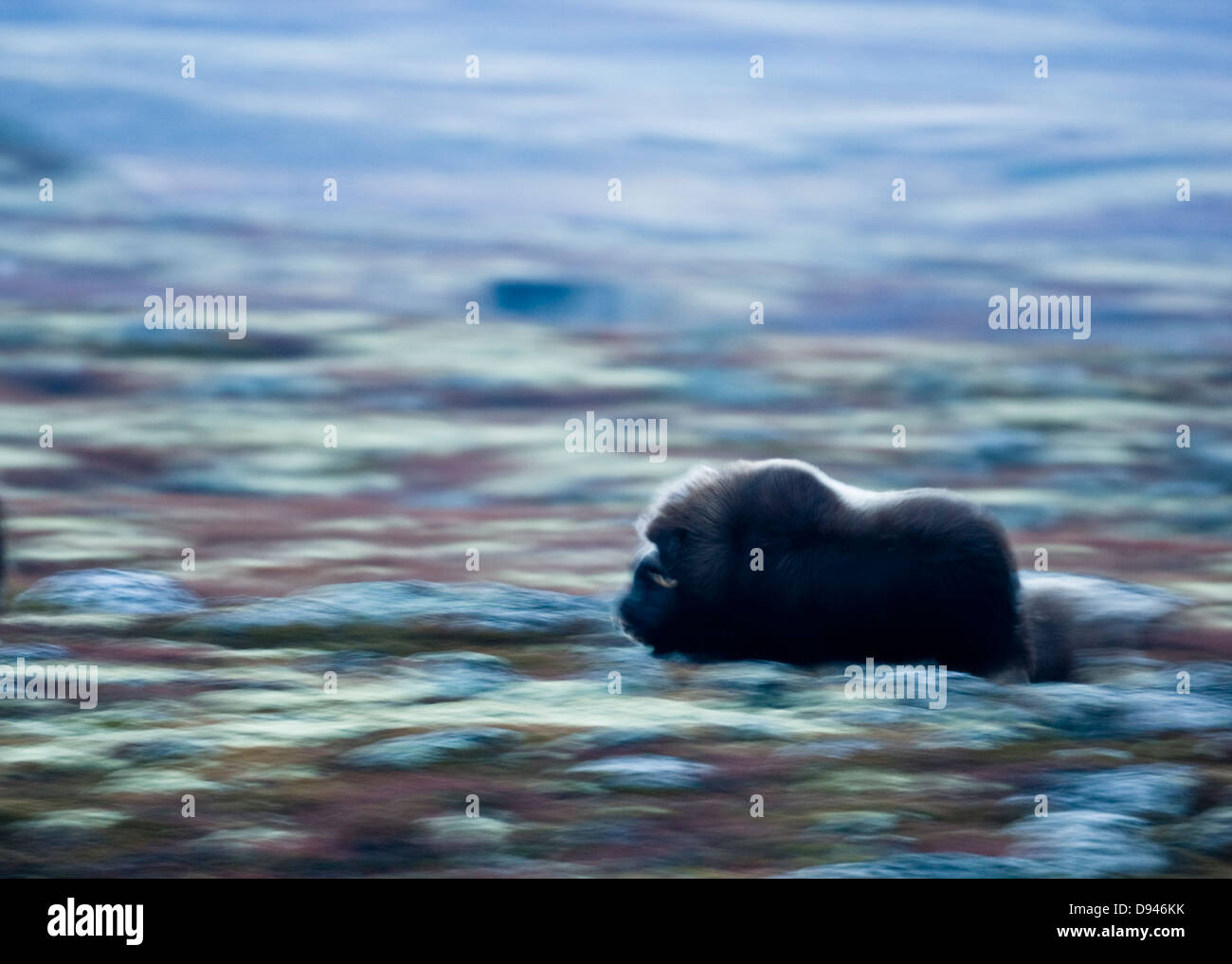Musk ox running hi-res stock photography and images - Alamy