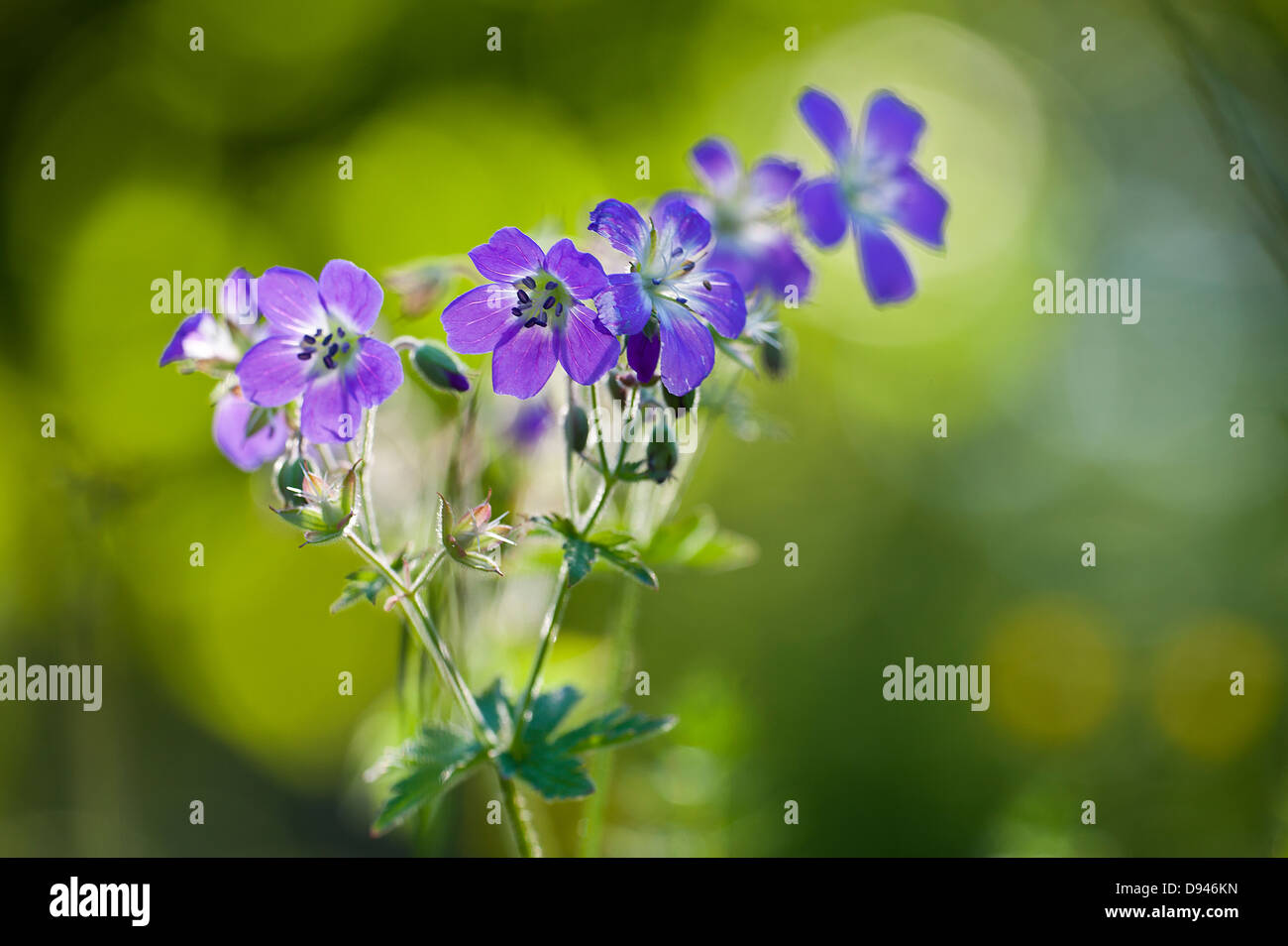 Geraniaceae hi-res stock photography and images - Alamy