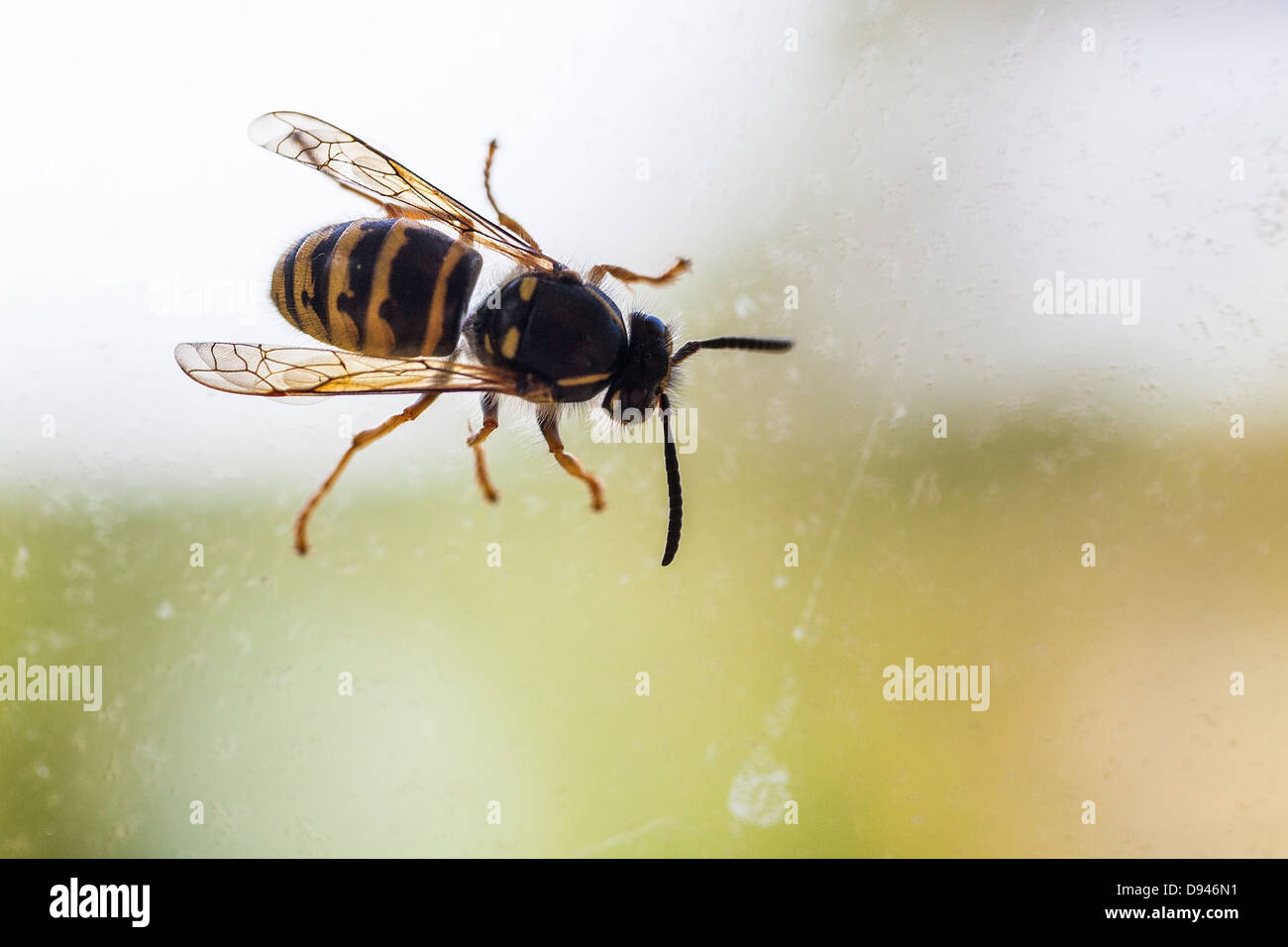 Close up wasp hi-res stock photography and images - Alamy