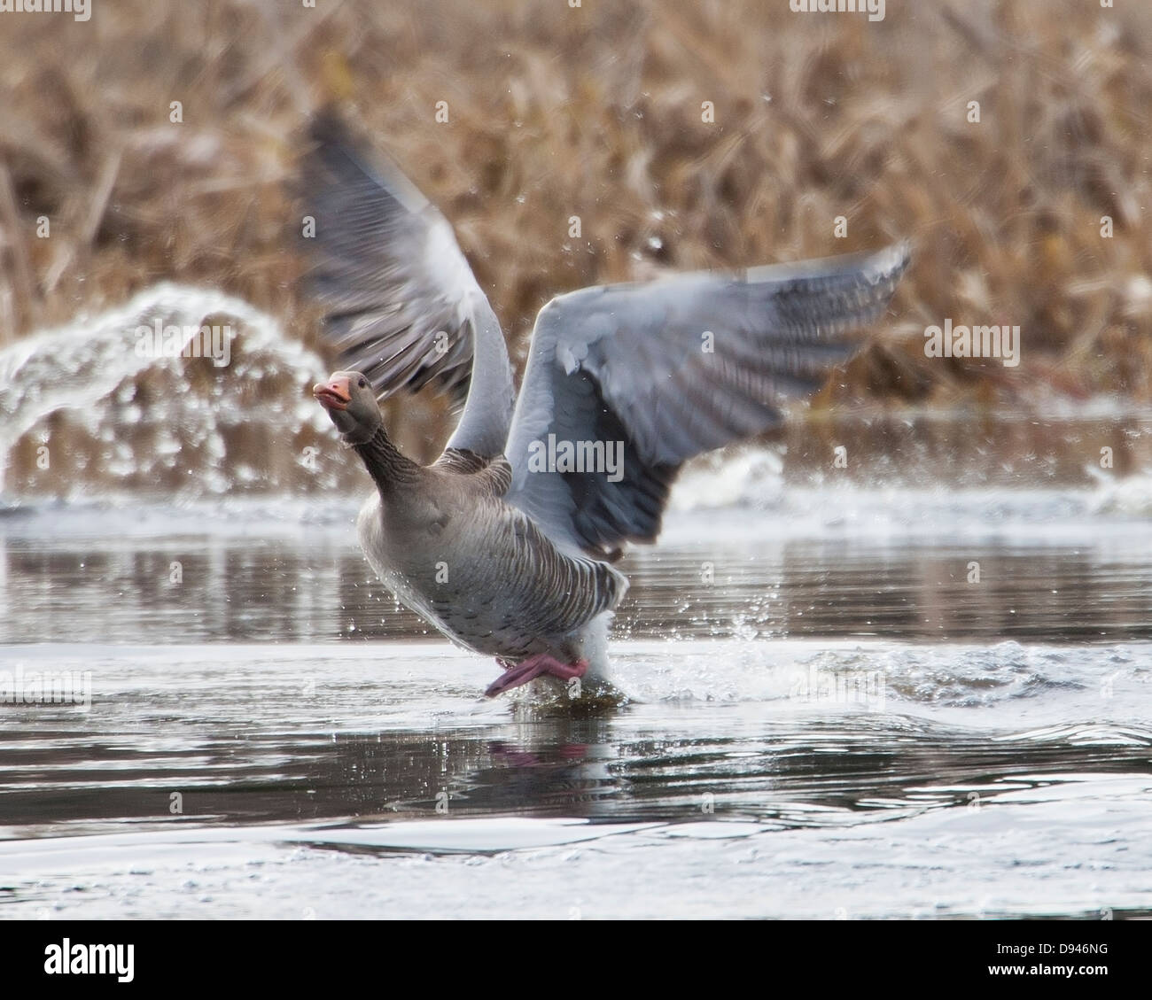 Full view of an greylag goose hi-res stock photography and images - Alamy