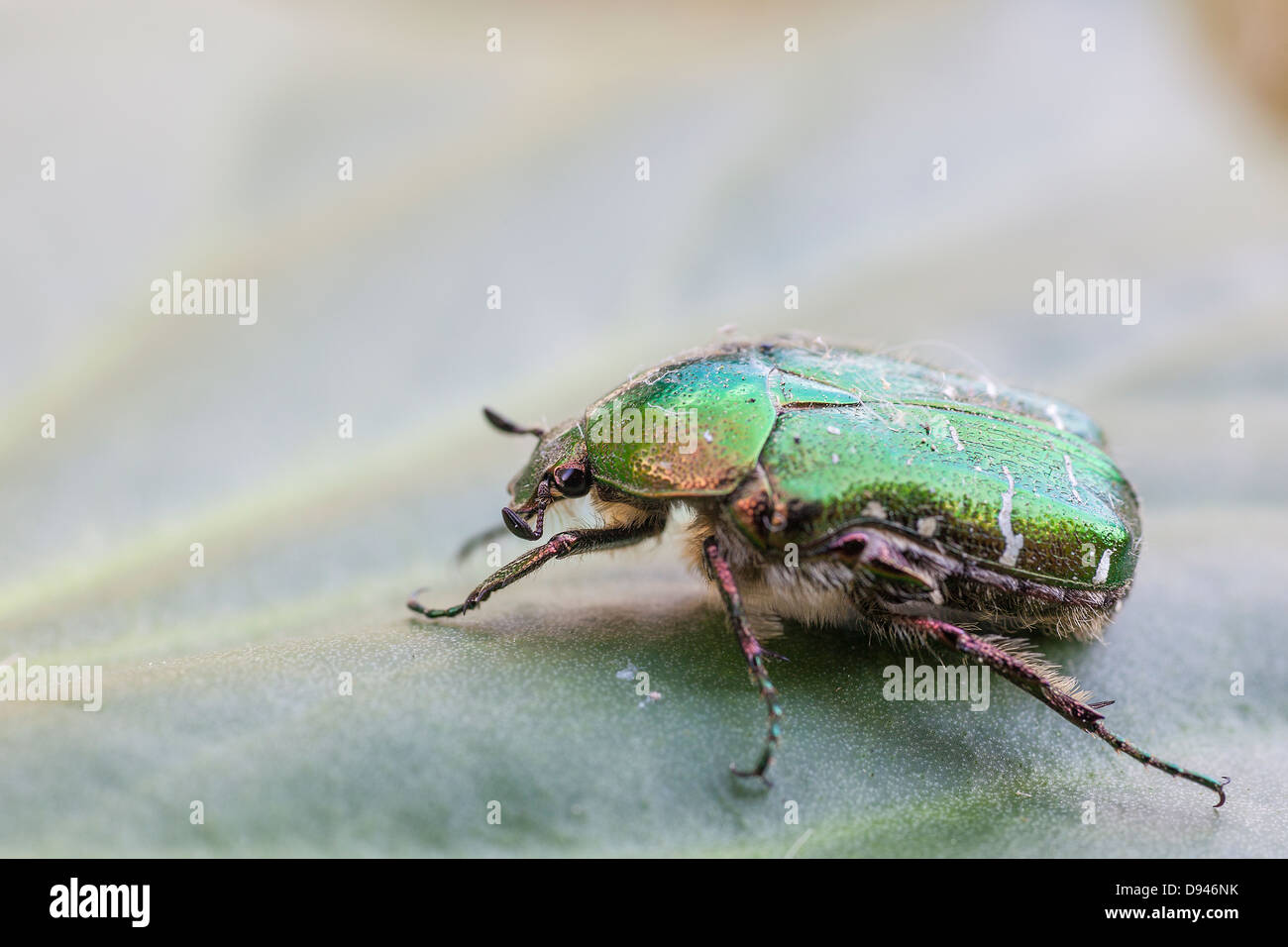 Close-up of rose chafer Stock Photo - Alamy