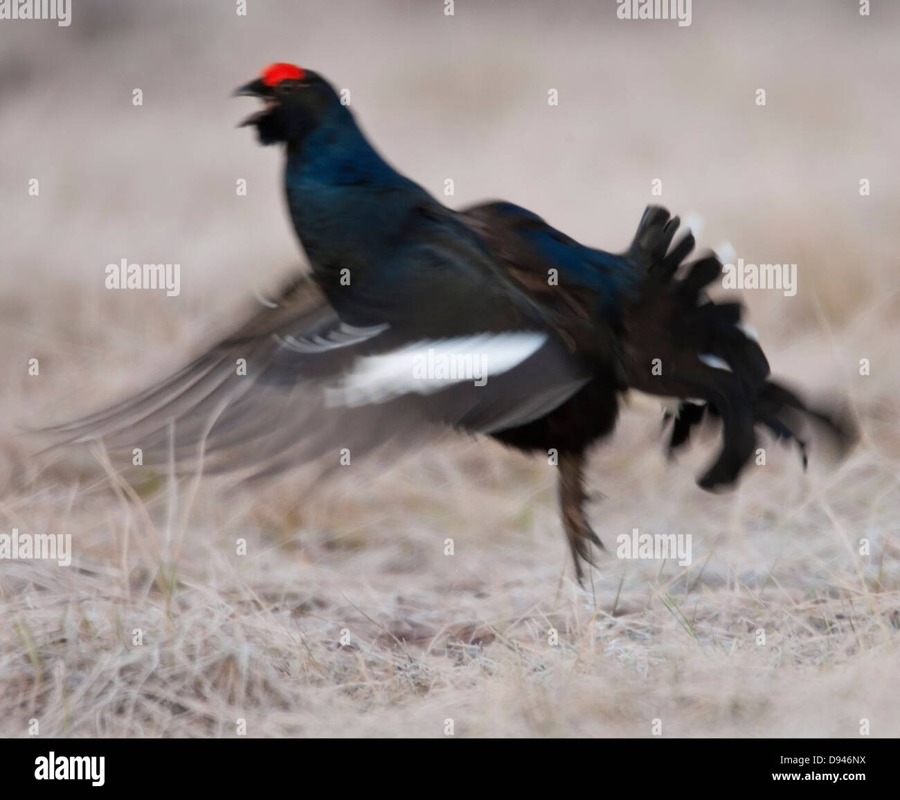 Black grouse jumping Stock Photo - Alamy