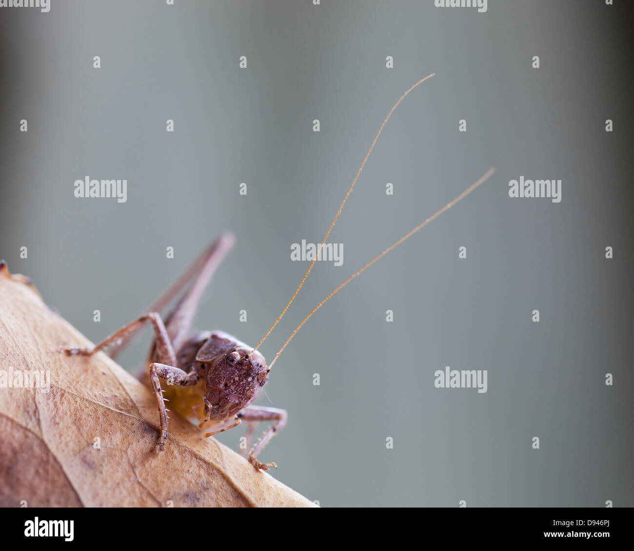 Close-up of cricket Stock Photo - Alamy