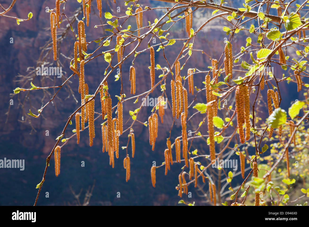 Hanging catkin hi-res stock photography and images - Alamy