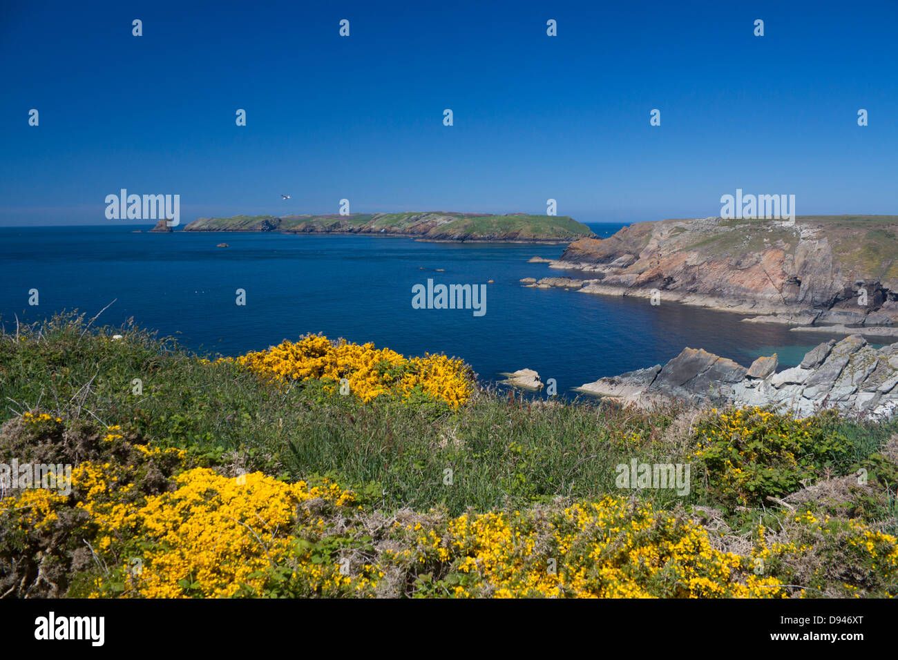 View across to Skomer island in spring from above Deadman's Bay in ...