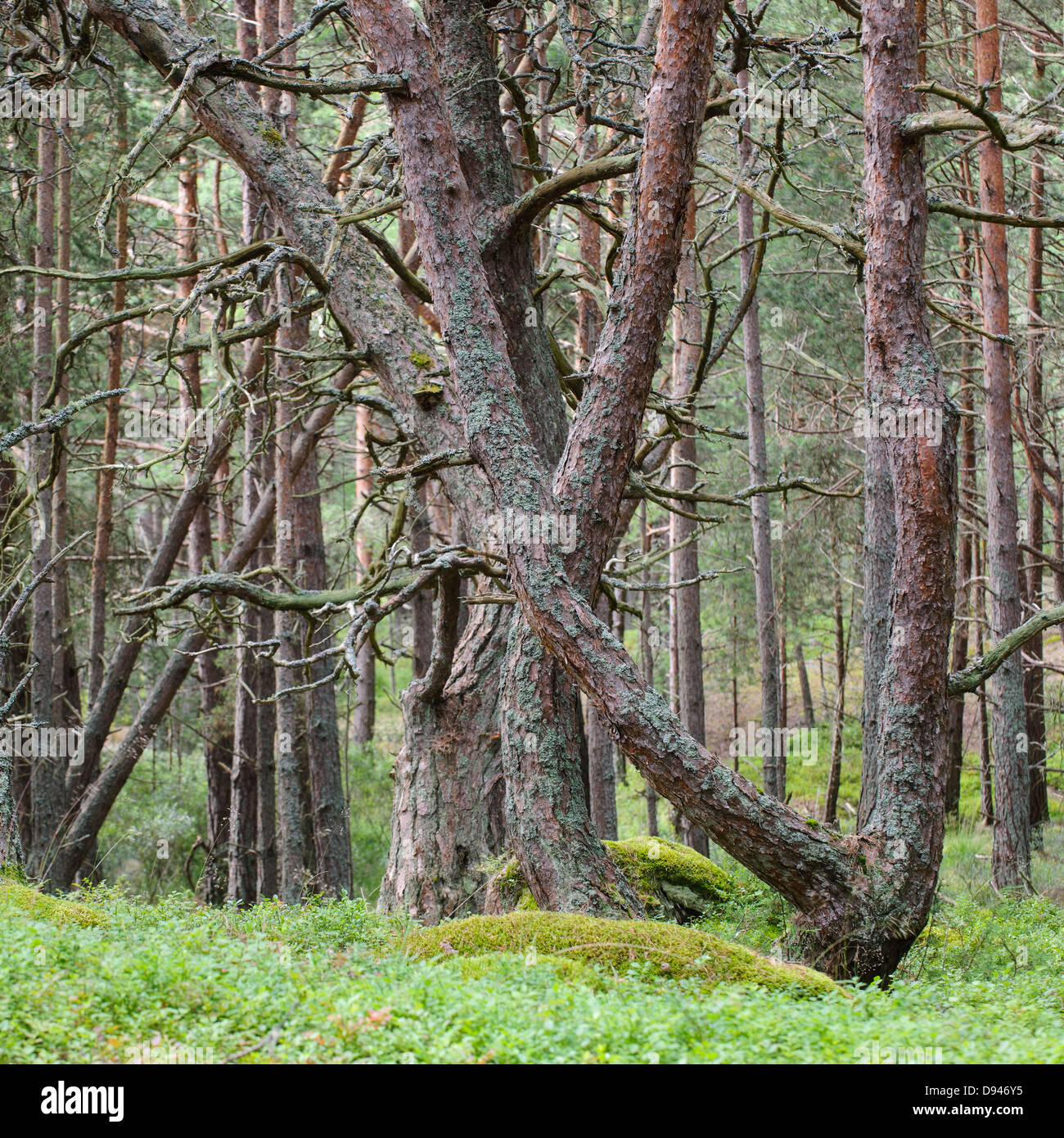 Trees in forest Stock Photo - Alamy