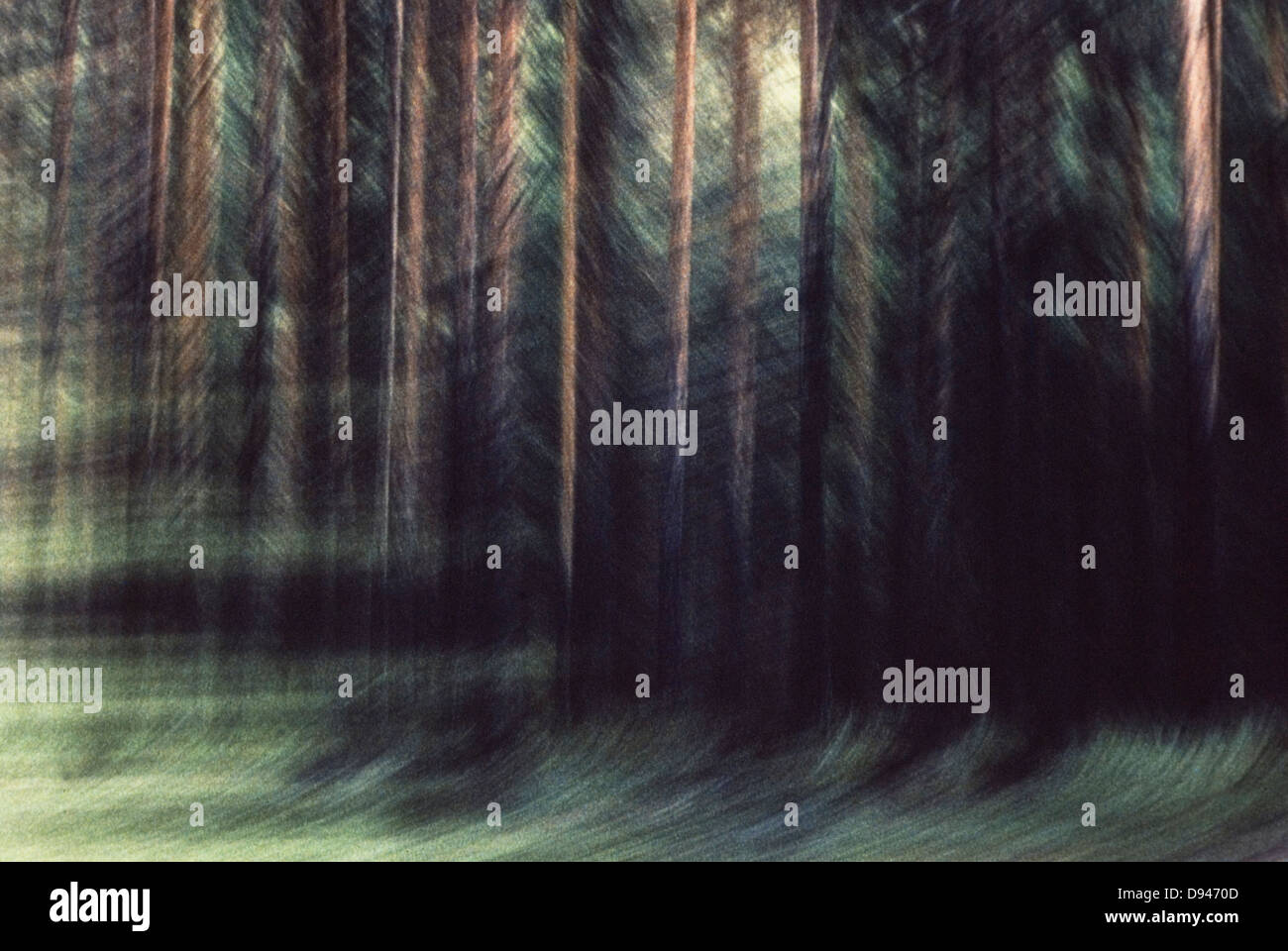 Pine trees photographed from a car at speed, Osterdalen, Norway Stock ...