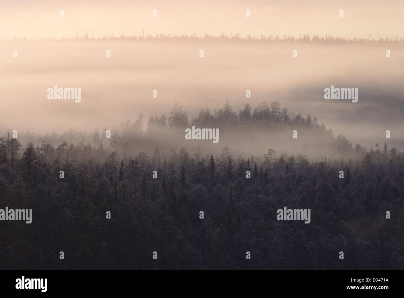 Old forests hi-res stock photography and images - Alamy