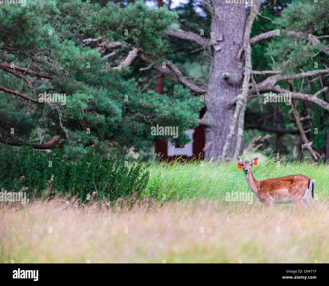 Deer side view hi-res stock photography and images - Alamy