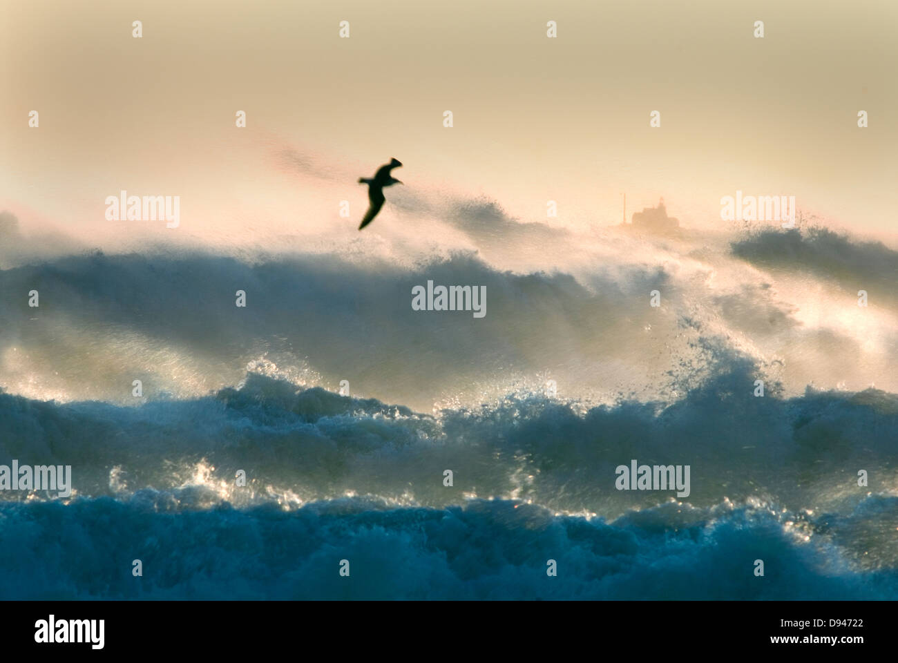 Bad seagull hi-res stock photography and images - Alamy