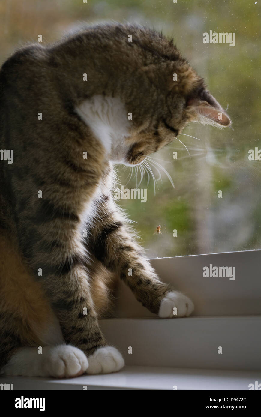 Domestic cat hunting a fly Stock Photo - Alamy