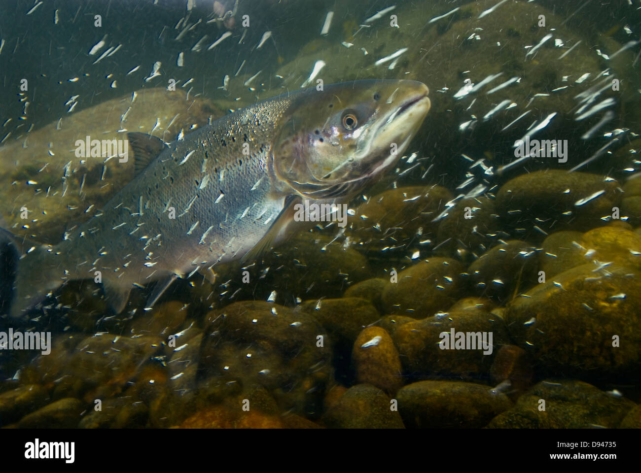 Atlantic salmon underwater river hi-res stock photography and images ...