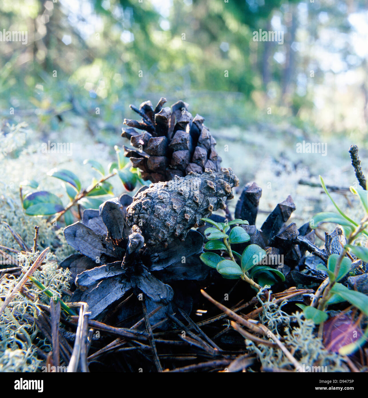 Ground cones hi-res stock photography and images - Alamy