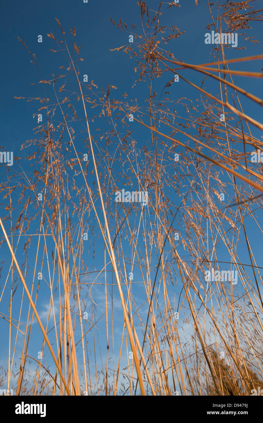 Dry grass against blue sky Stock Photo - Alamy