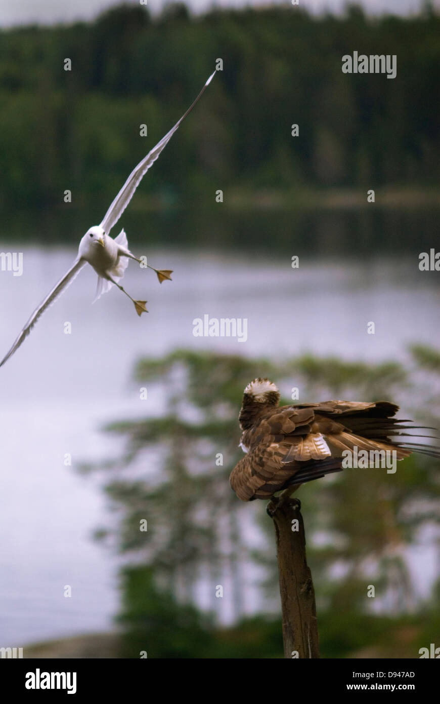 Seagull attacking hi-res stock photography and images - Alamy