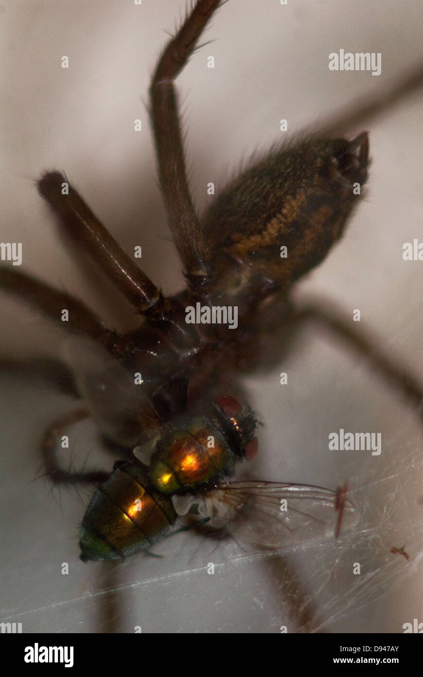 Spider have caught a fly, Halden, Norway Stock Photo - Alamy