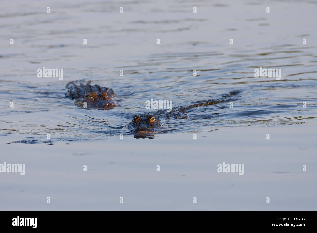 Alligator swimming hi-res stock photography and images - Alamy