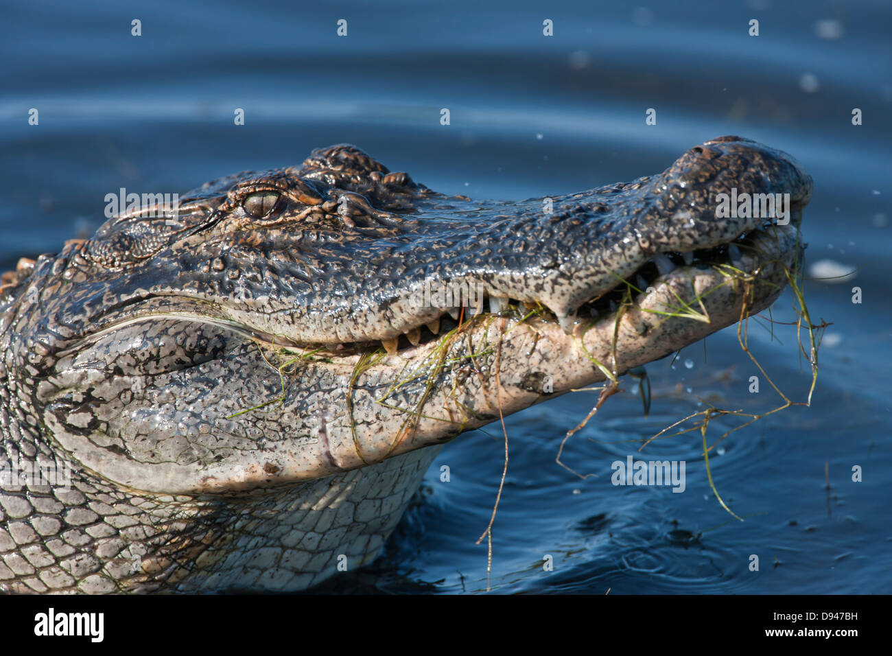 American alligator eating prey Stock Photo - Alamy
