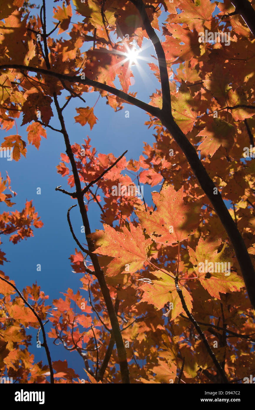 Low leaves hi-res stock photography and images - Alamy