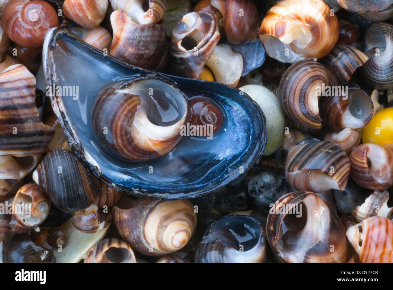 Large sea snails hi-res stock photography and images - Alamy