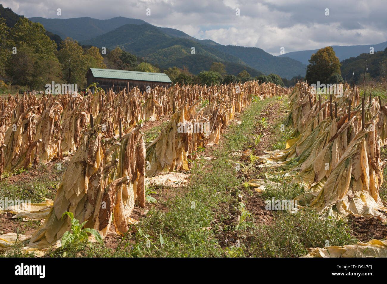 Tobacco field hi-res stock photography and images - Alamy