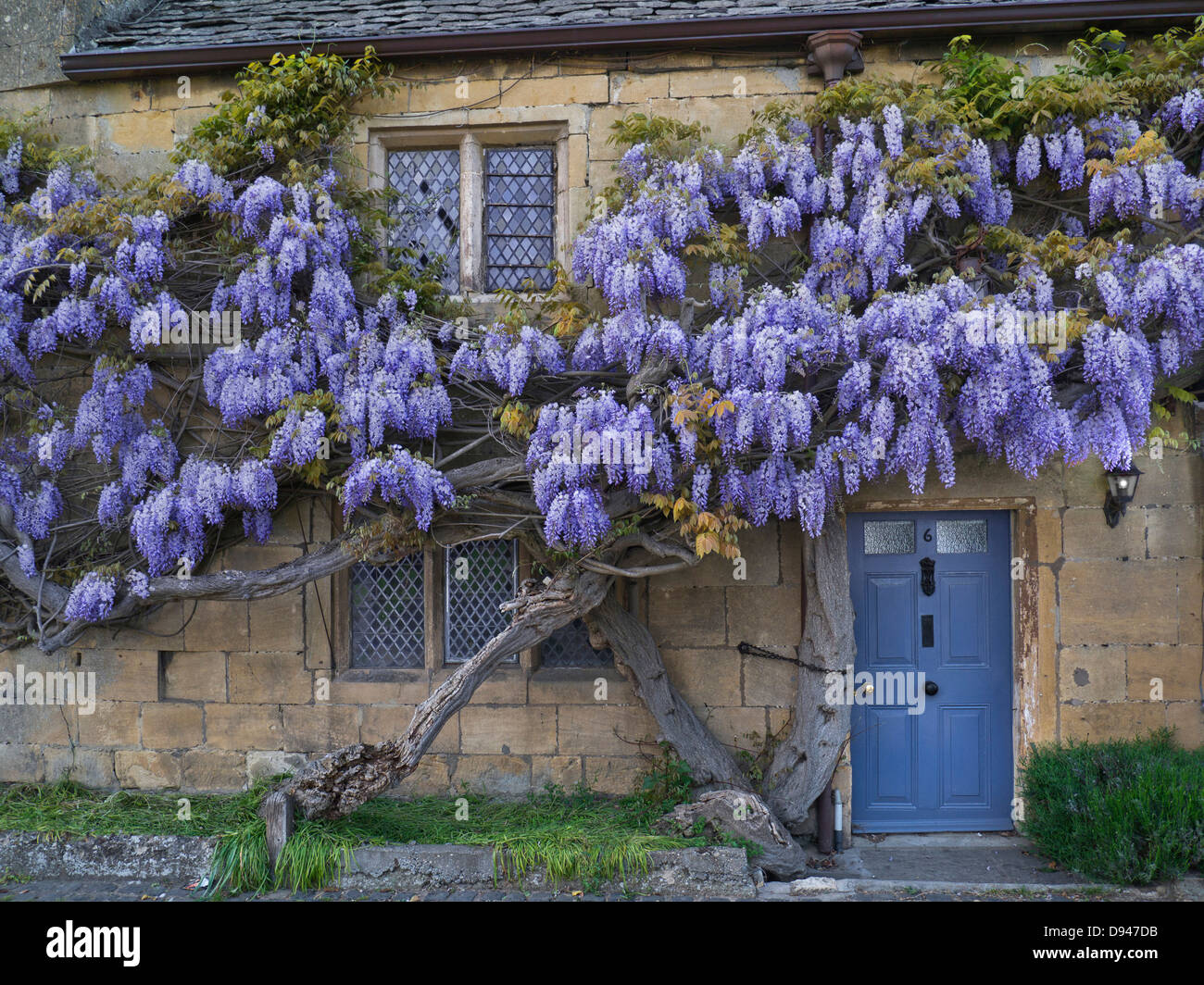 Wisteria on historic cottage with leaded light windows in the center of ...