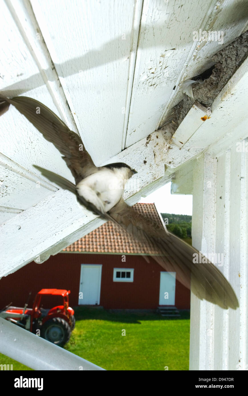 House Martin in flight Stock Photo - Alamy