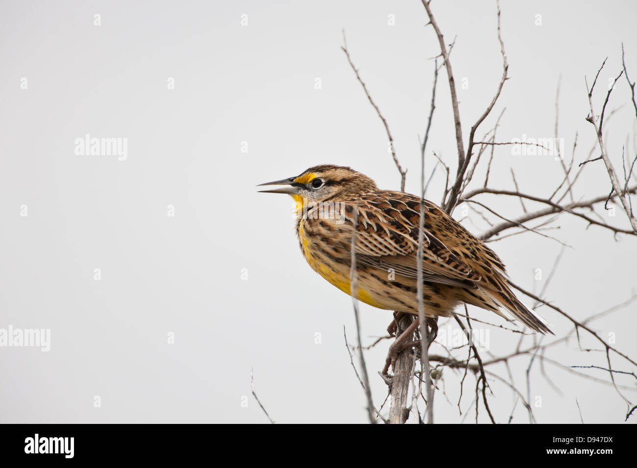 Singing on branch hi-res stock photography and images - Alamy