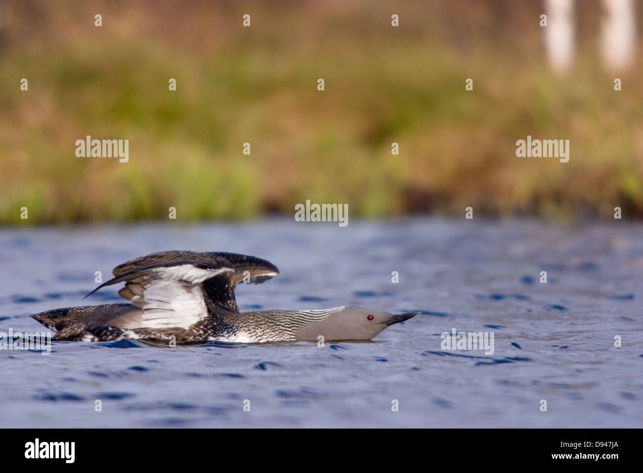 Red-throated loon in water, Sweden Stock Photo - Alamy