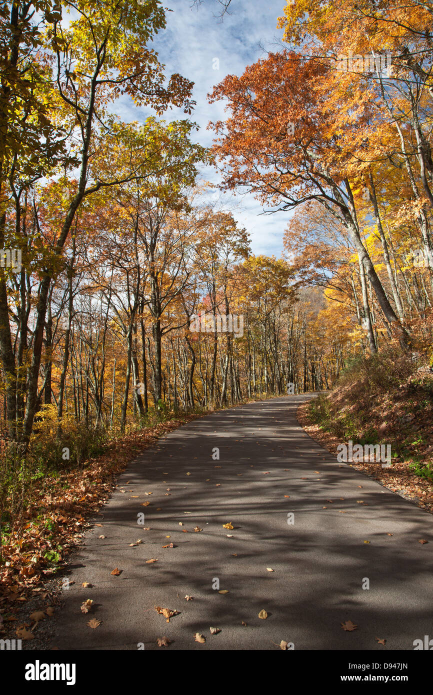 Forest road through autumn hi-res stock photography and images - Alamy