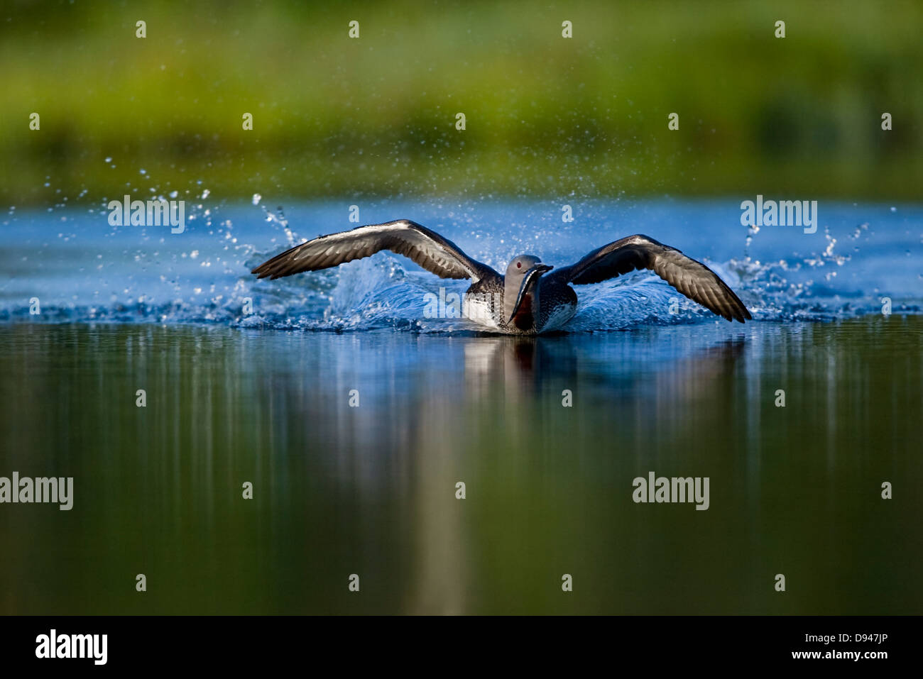 Red-throated loon in water, Sweden Stock Photo - Alamy