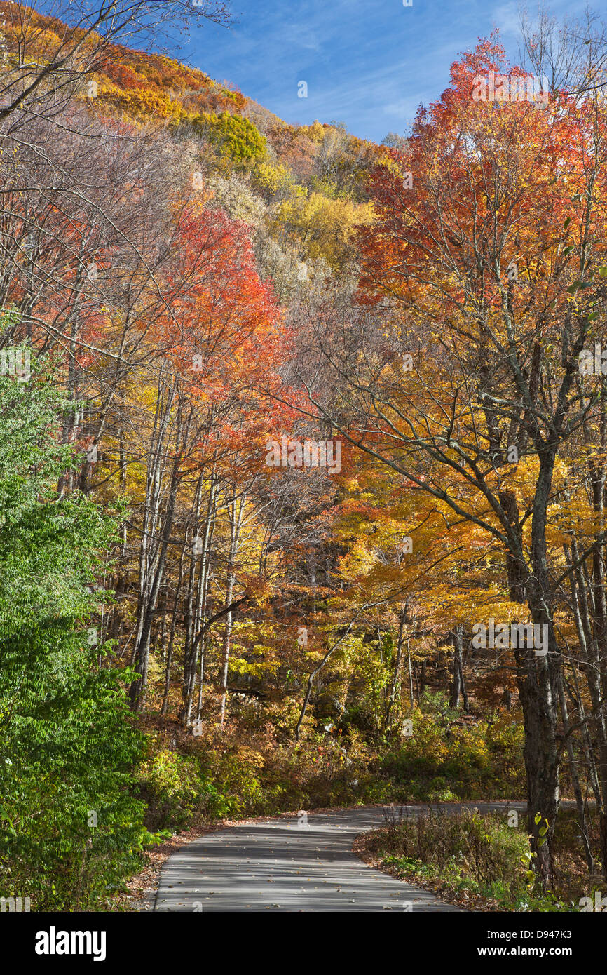 Forest road through autumn hi-res stock photography and images - Alamy