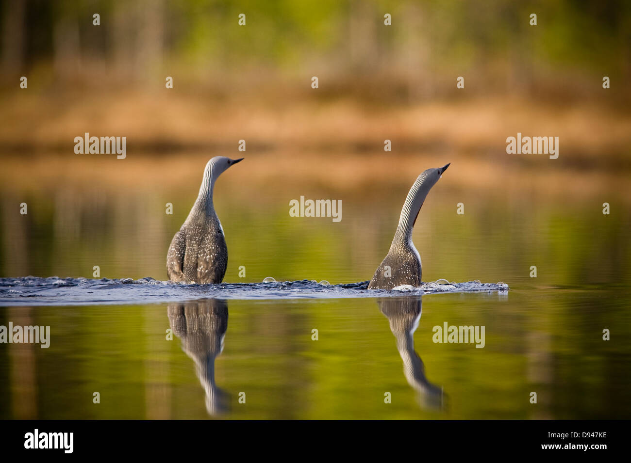 Mating loons hi-res stock photography and images - Alamy