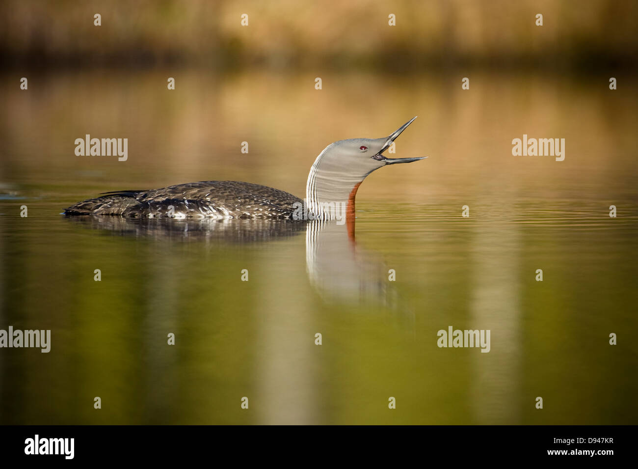 Red-throated loon in water, Sweden Stock Photo - Alamy