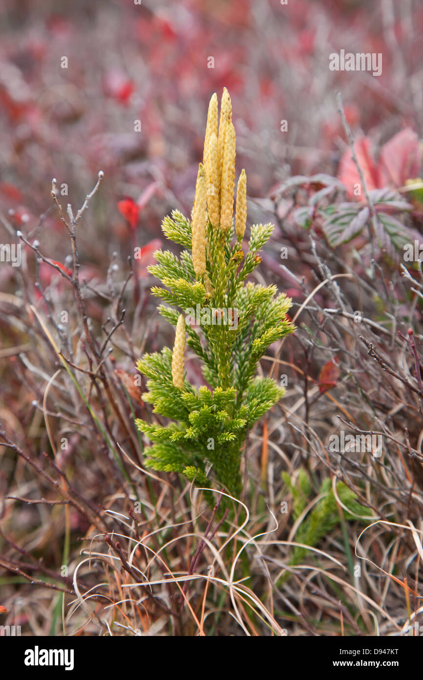 Fresh conifer twig Stock Photo - Alamy