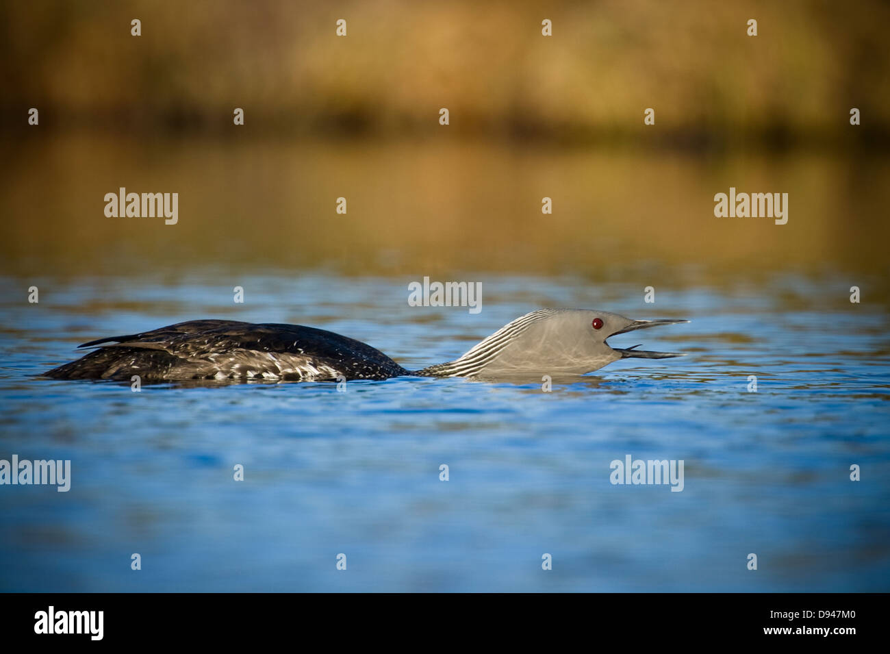 Red-throated loon in water, Sweden Stock Photo - Alamy