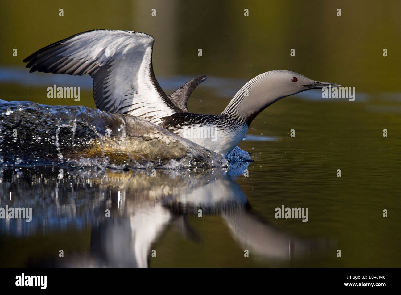 Red-throated loon in water, Sweden Stock Photo - Alamy