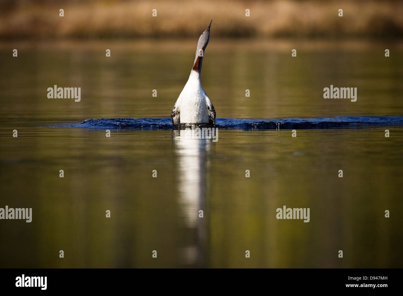 Red-throated loon in water, Sweden Stock Photo - Alamy
