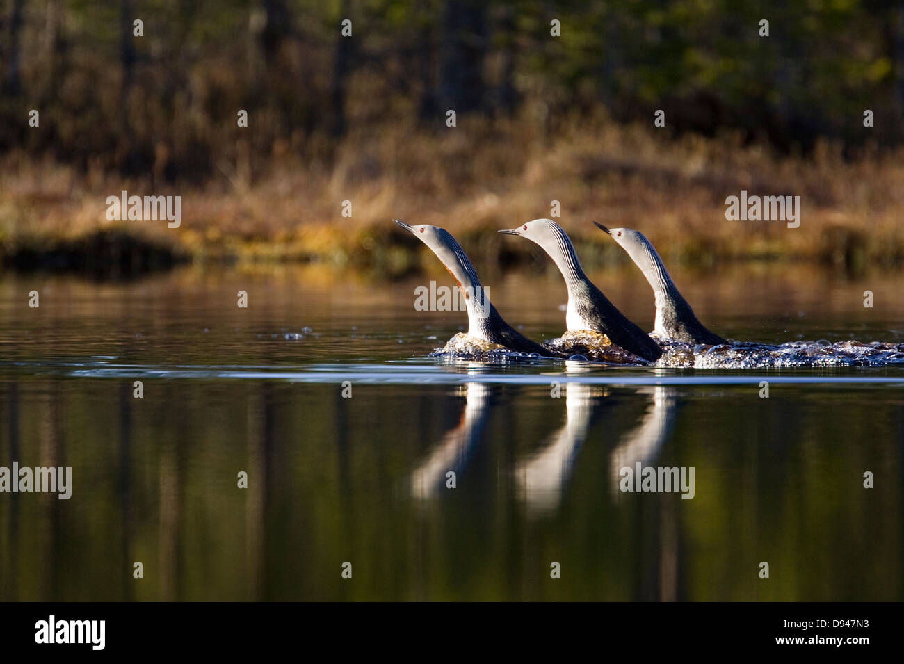 Red-throated loon in water, Sweden Stock Photo - Alamy