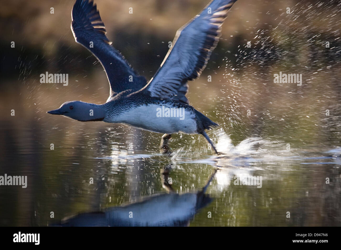 Red-throated loon in water, Sweden Stock Photo - Alamy