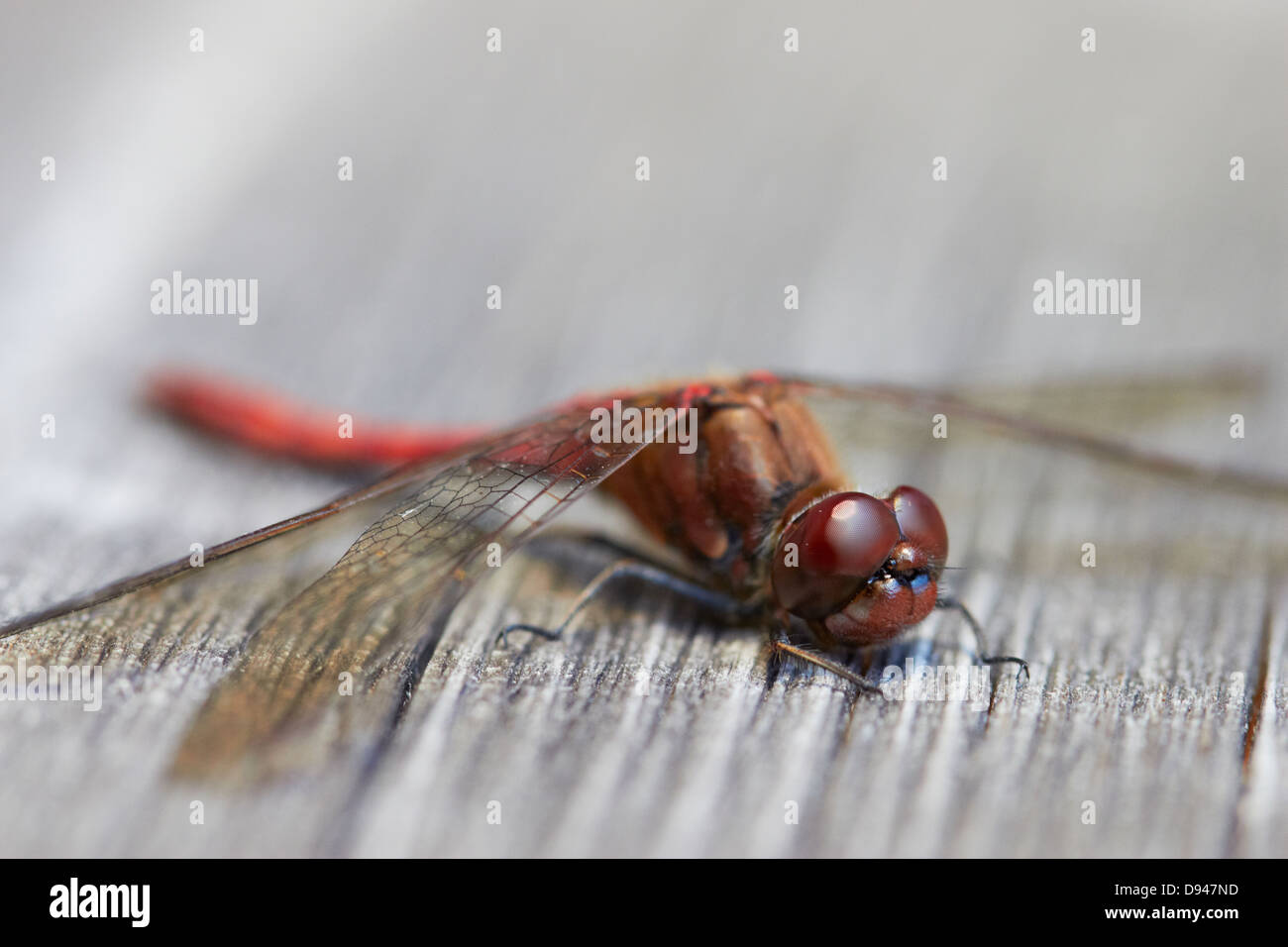 Dragonfly close view hi-res stock photography and images - Alamy